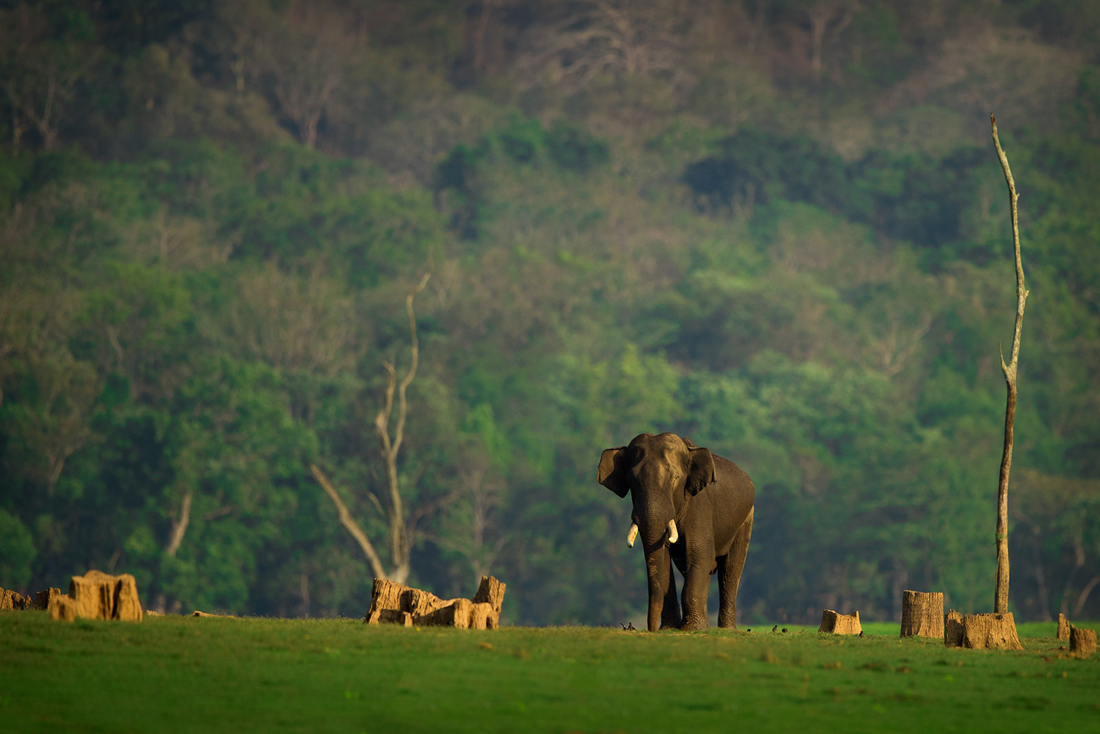 How to Photograph Asian Elephants - Nature TTL