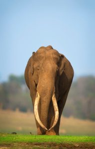 How to Photograph Asian Elephants - Nature TTL