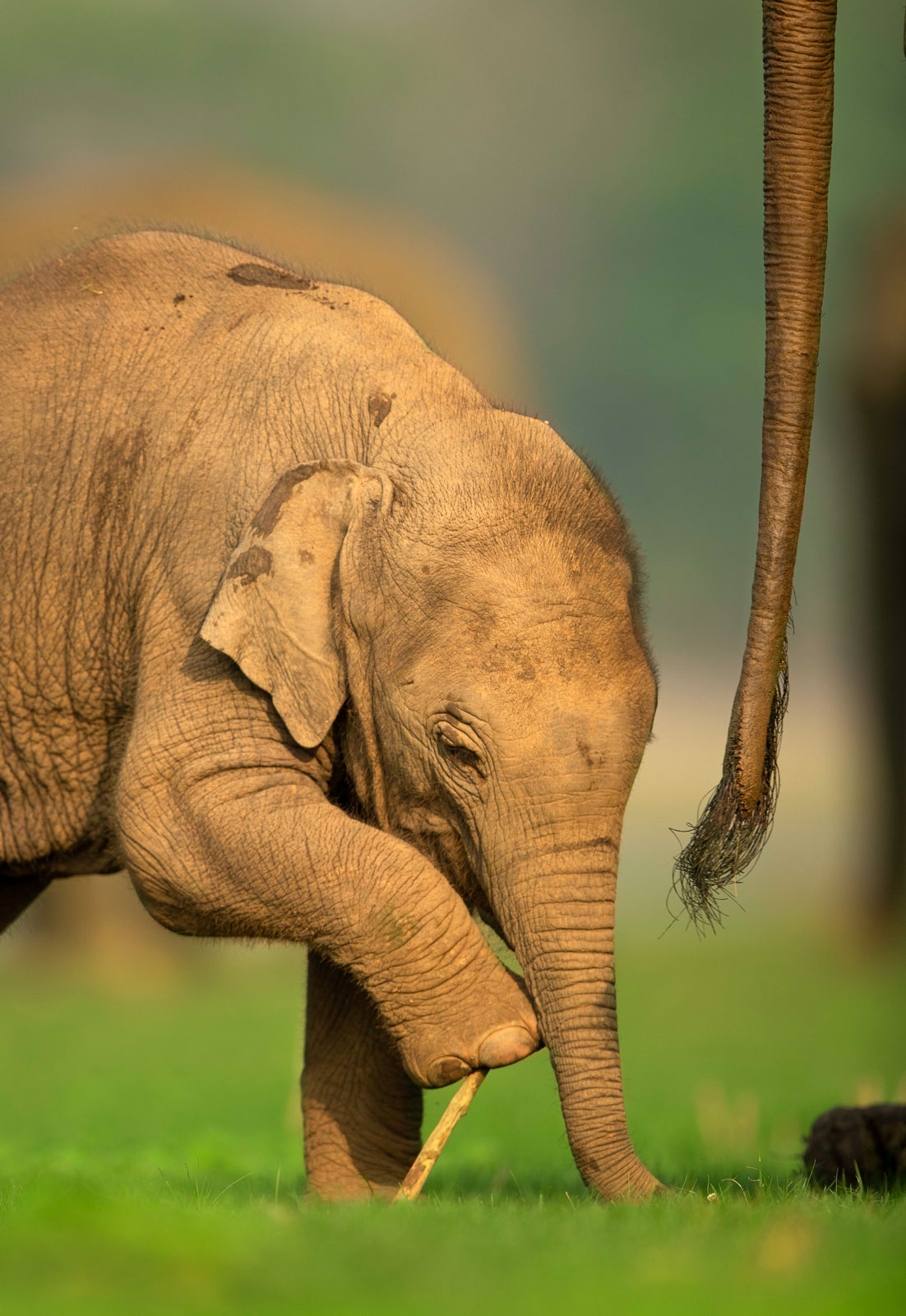 How to Photograph Asian Elephants - Nature TTL