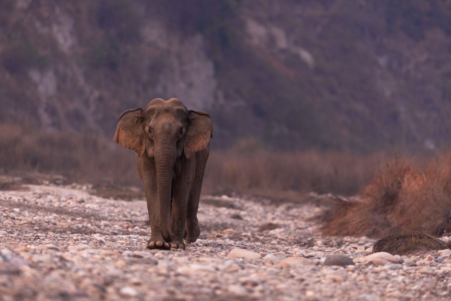 How to Photograph Asian Elephants - Nature TTL
