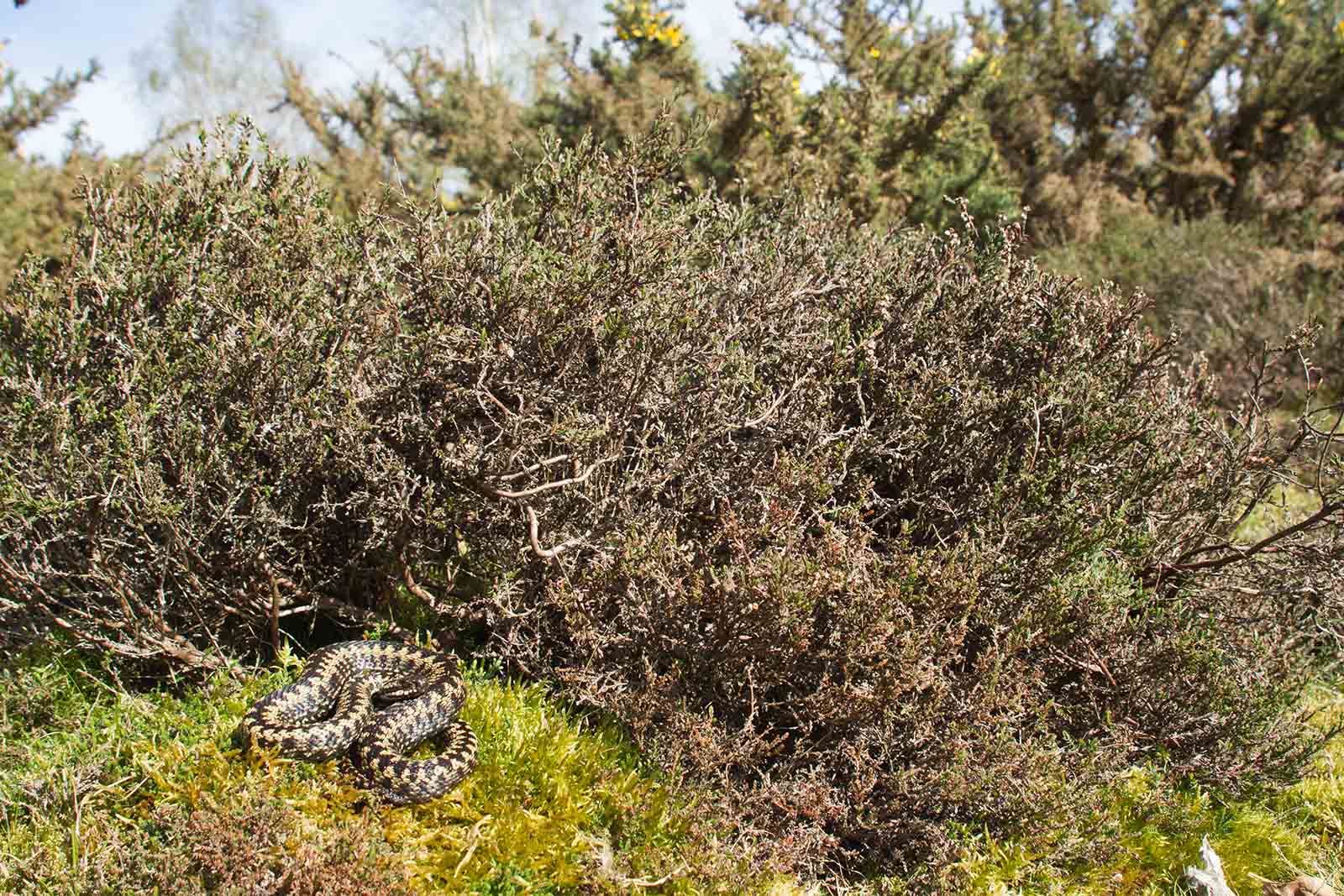 10 Best Places for Wildlife Photography in Suffolk - Nature TTL