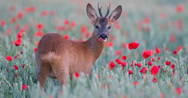 10 Best Places for Wildlife Photography in Suffolk - Nature TTL