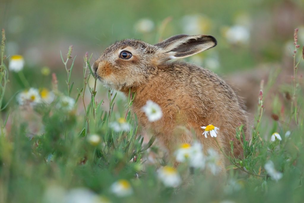 10 Best Places for Wildlife Photography in Suffolk - Nature TTL