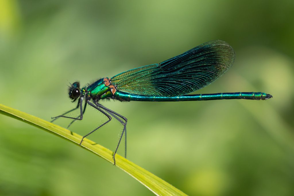 10 Best Places for Wildlife Photography in Suffolk - Nature TTL
