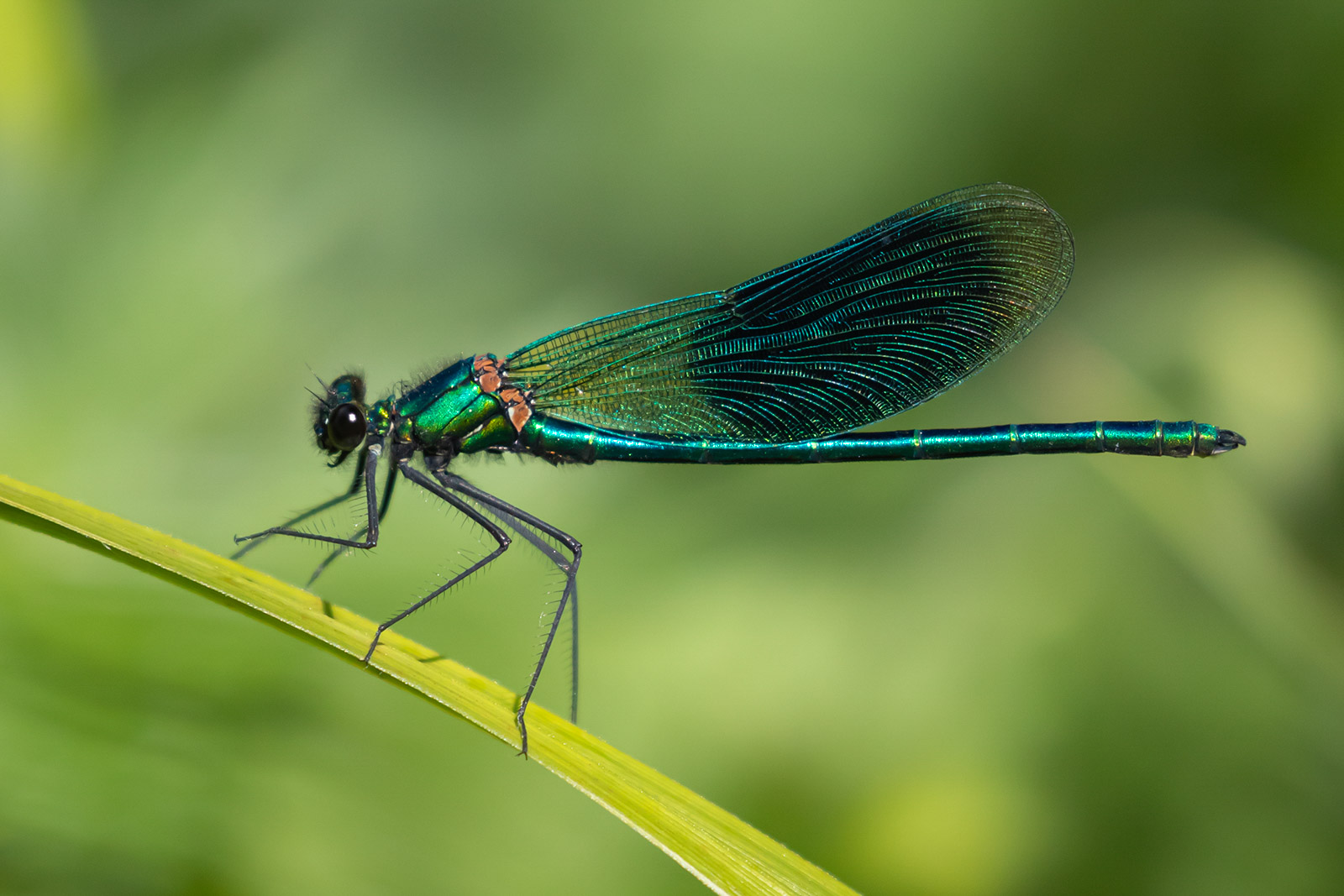 10 Best Places for Wildlife Photography in Suffolk - Nature TTL