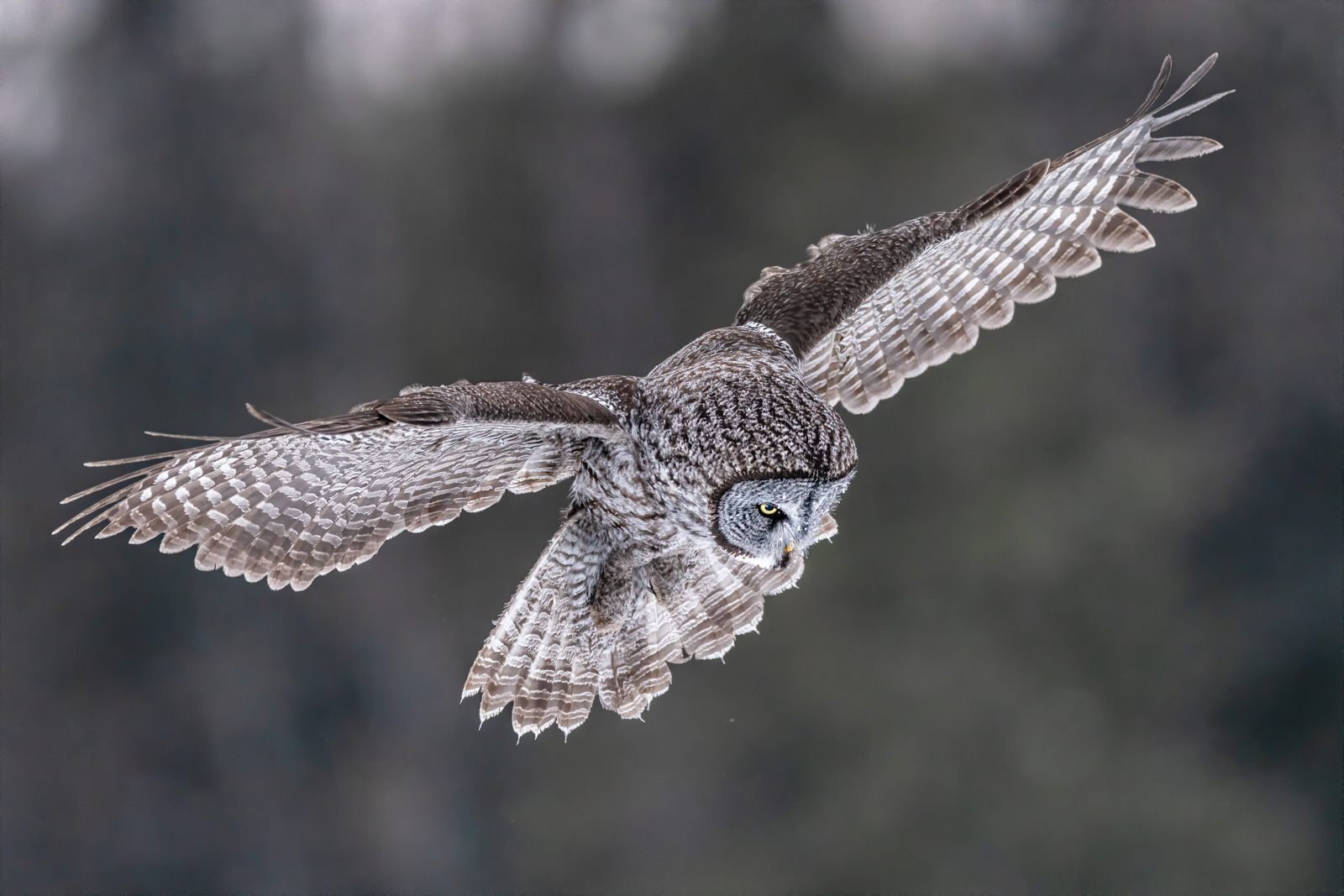 How to Photograph Great Gray Owls - Nature TTL