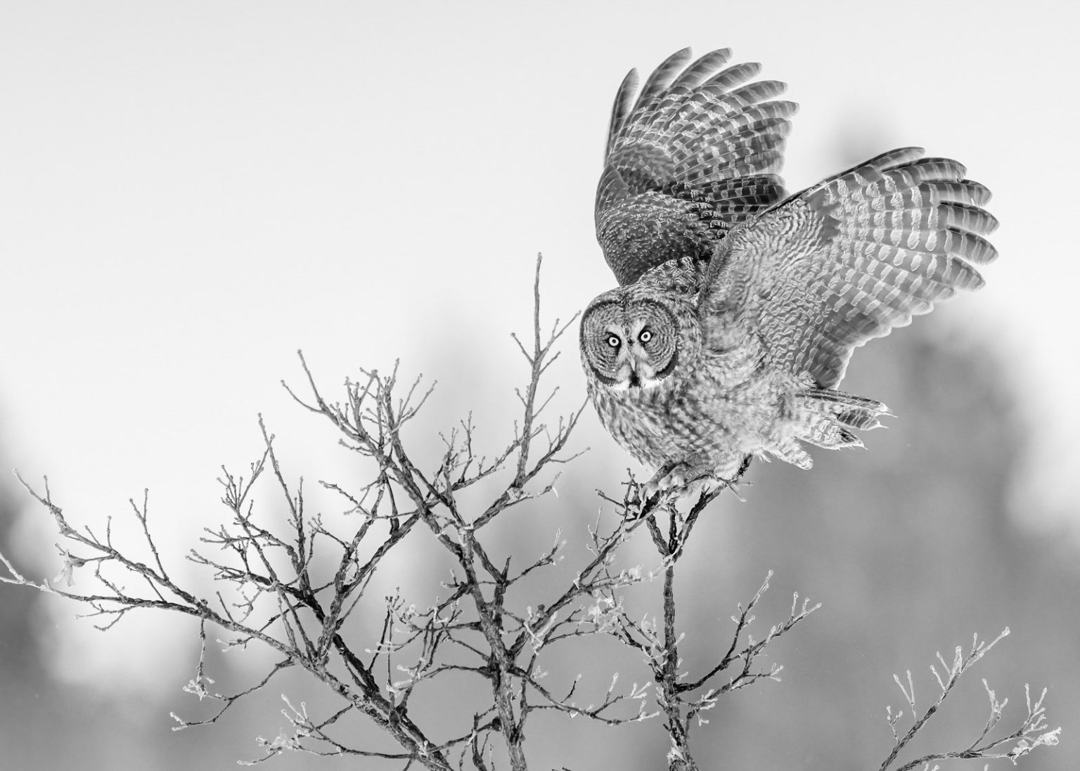 How to Photograph Great Gray Owls - Nature TTL
