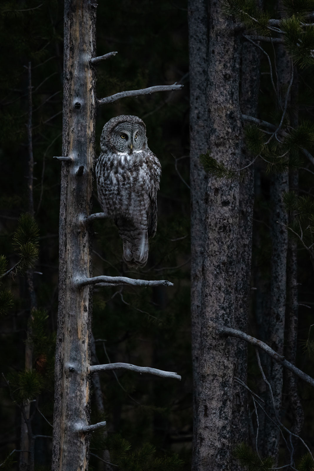 How to Photograph Great Gray Owls - Nature TTL