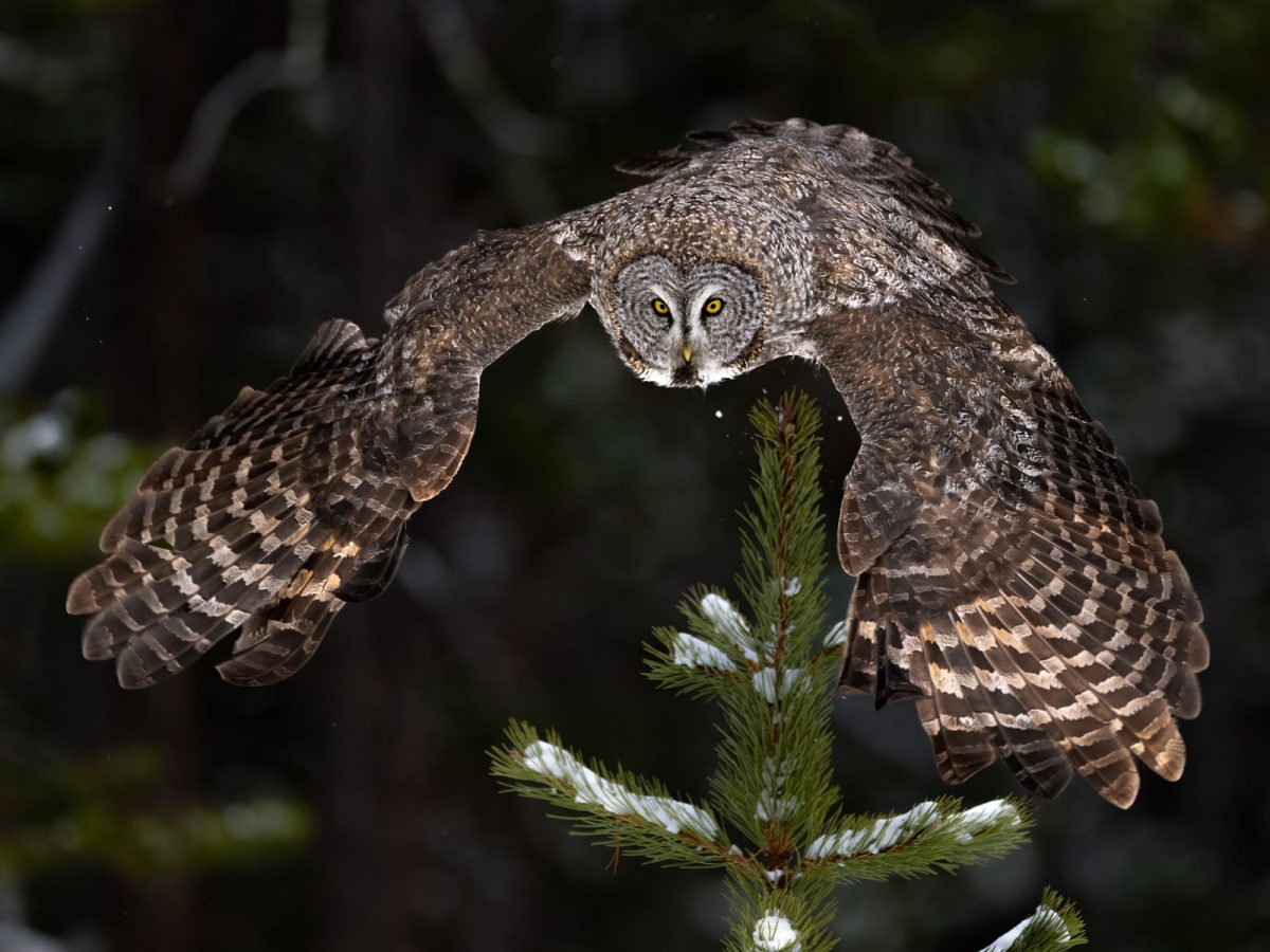 Introduction to Macro Photography: Equipment - Nature TTL