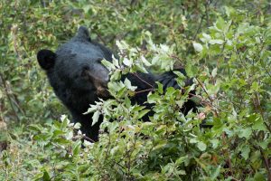 Banff Wildlife: 10 Places to See Wildlife in the National Park - Nature TTL