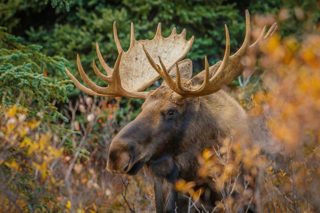 Banff Wildlife: 10 Places to See Wildlife in the National Park - Nature TTL