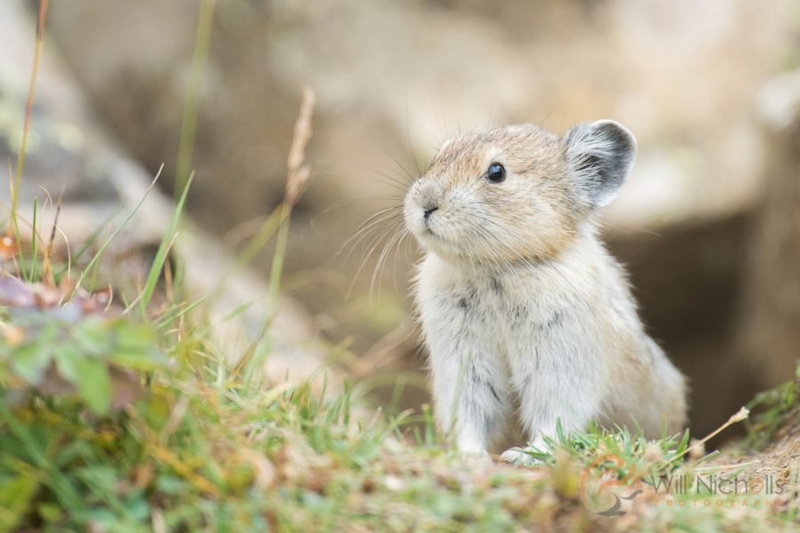 Banff Wildlife: 10 Places to See Wildlife in the National Park - Nature TTL