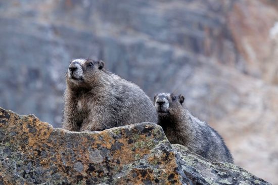 Banff Wildlife: 10 Places to See Wildlife in the National Park - Nature TTL