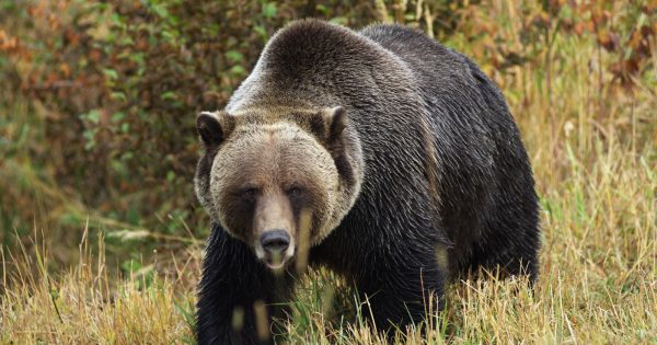 Banff Wildlife: 10 Places to See Wildlife in the National Park - Nature TTL