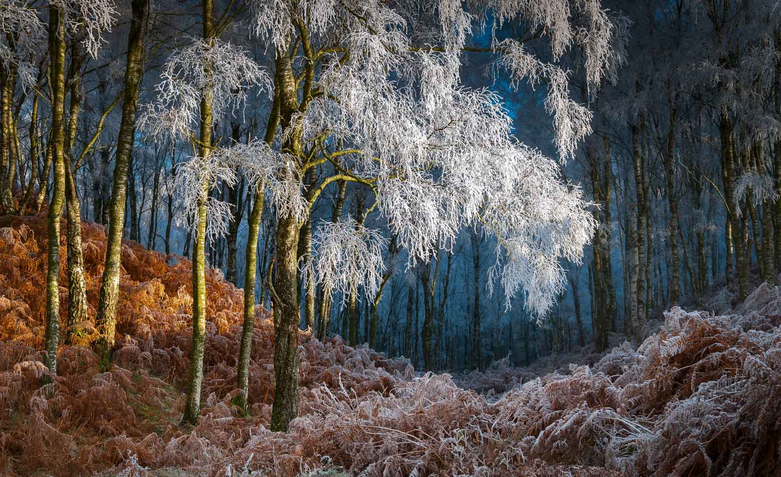 Stuart McGlennon: From Amateur to Professional - Nature TTL