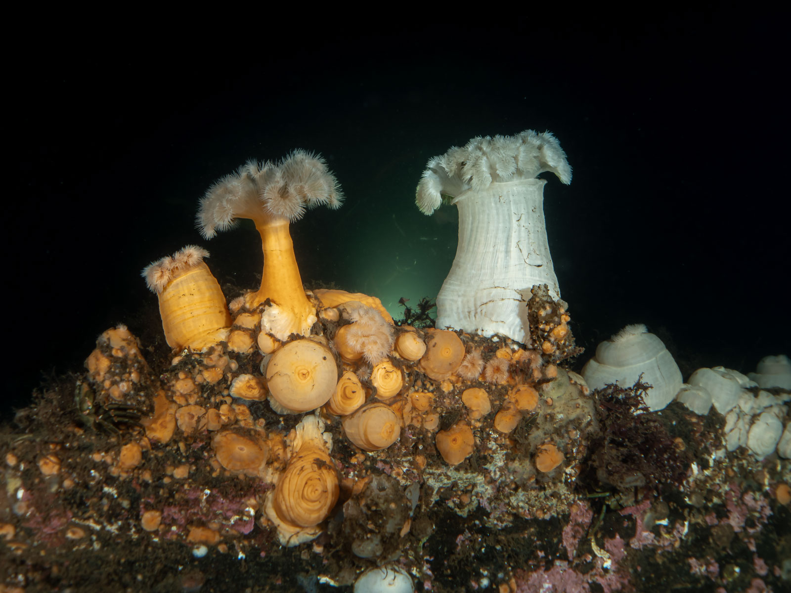 6 Best Dive Sites in Scotland for Underwater Photography - Nature TTL
