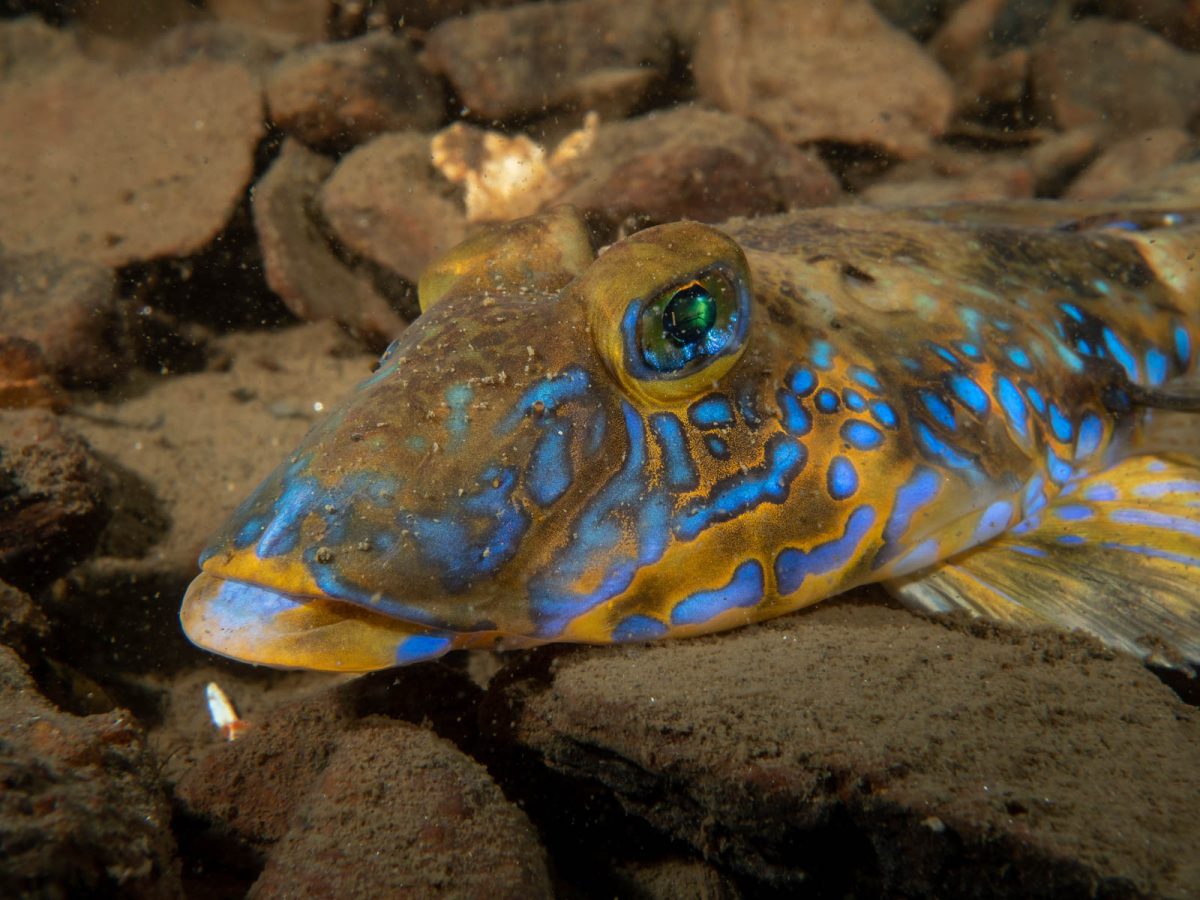 6 Best Dive Sites in Scotland for Underwater Photography - Nature TTL