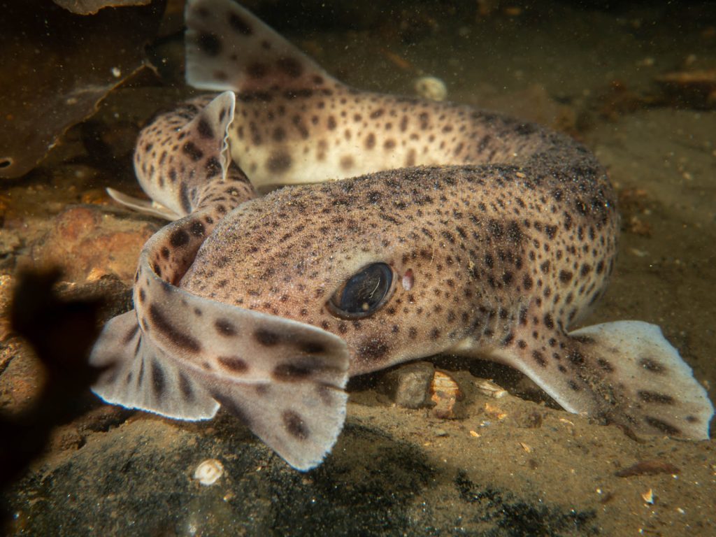 6 Best Dive Sites in Scotland for Underwater Photography - Nature TTL