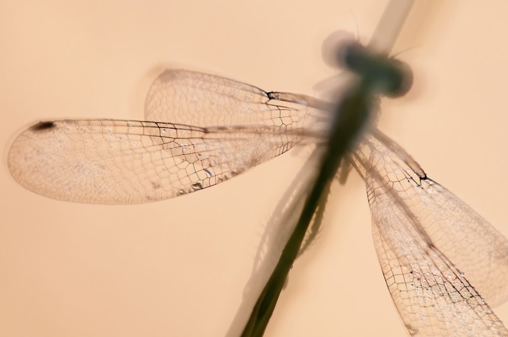 6 Tips for Creative Macro Photography - Nature TTL