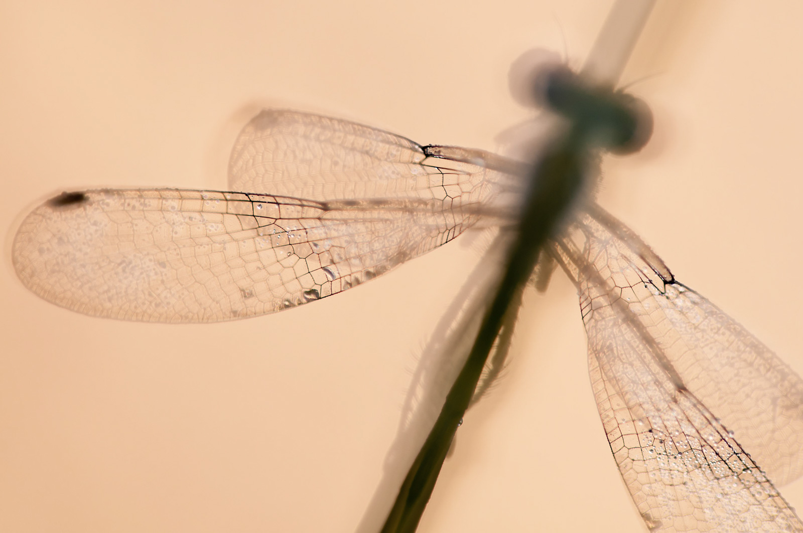 6 Tips for Creative Macro Photography - Nature TTL