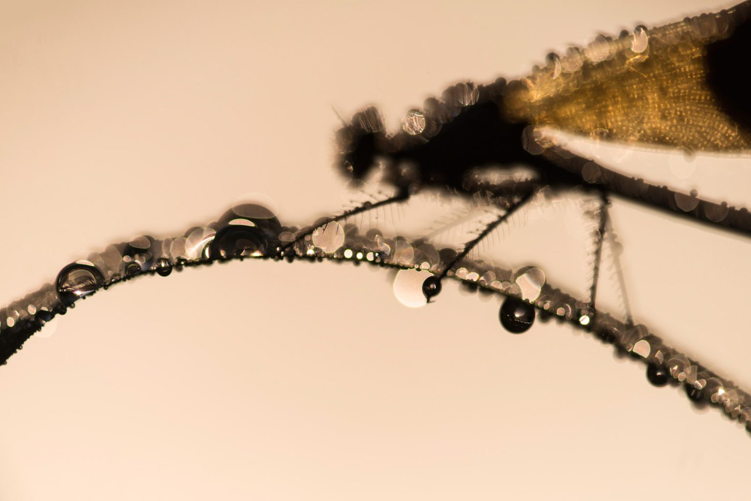 6 Tips for Creative Macro Photography - Nature TTL