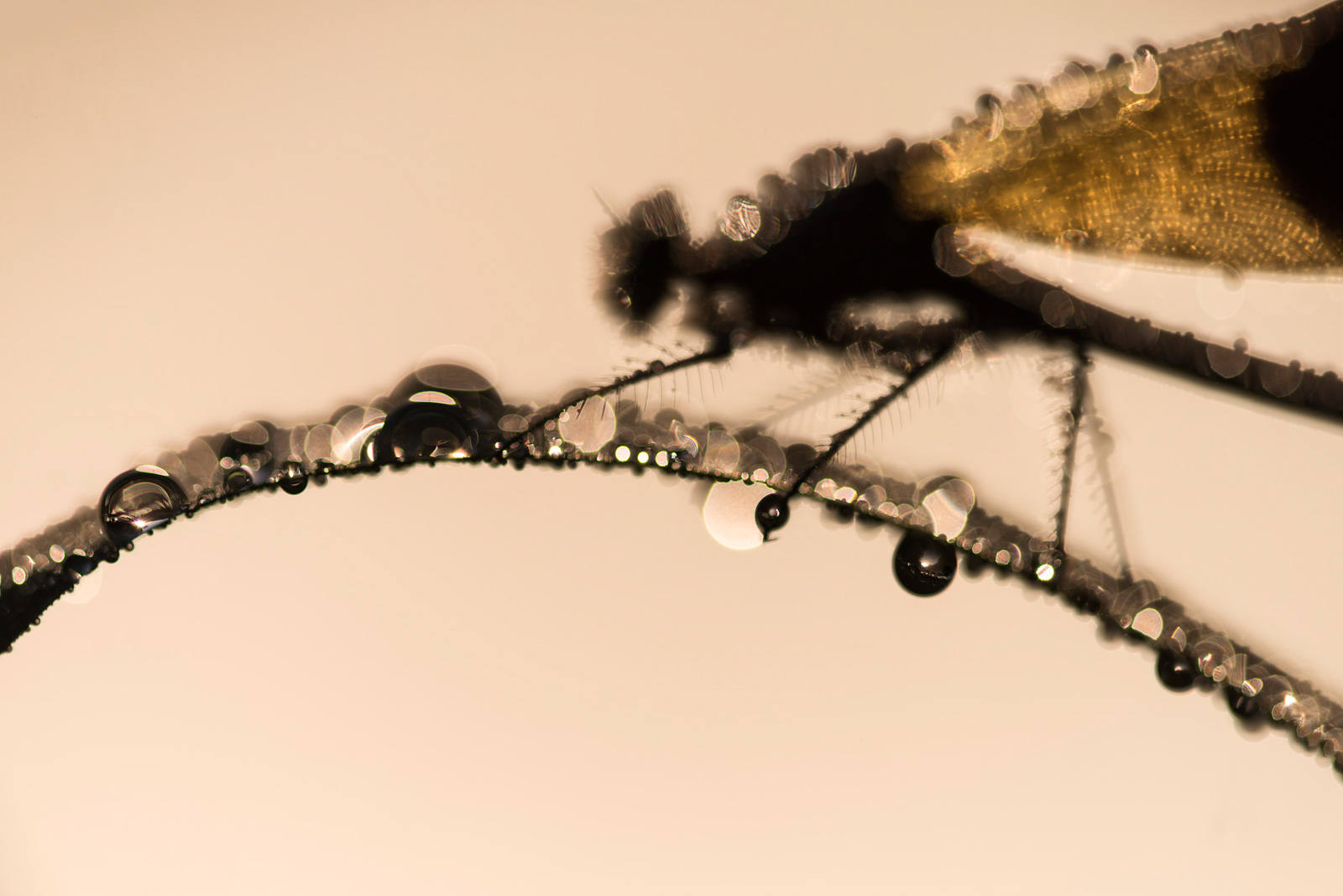 6 Tips for Creative Macro Photography - Nature TTL