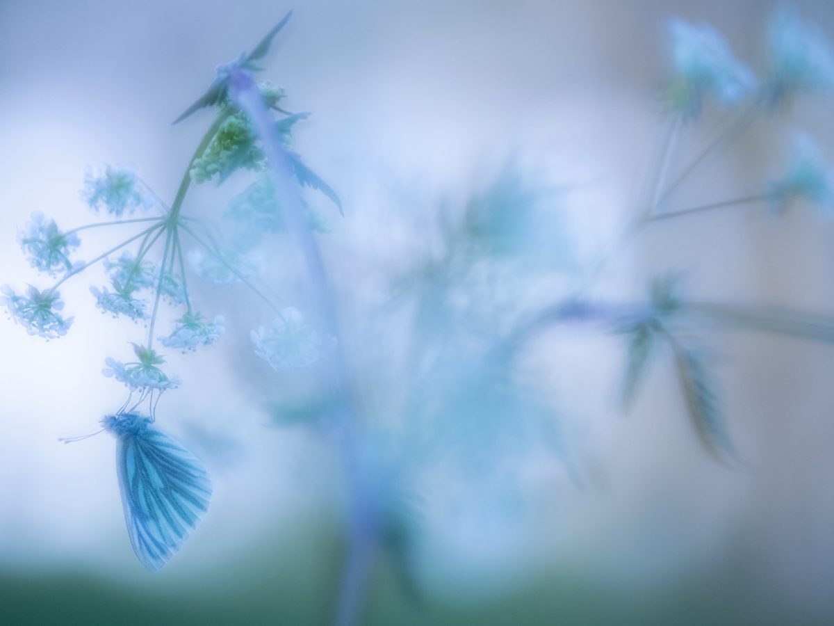 The Ultimate Guide to Wildlife Photography on a Budget - Nature TTL