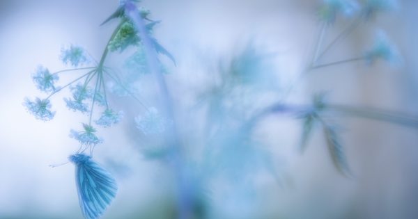 6 Tips for Creative Macro Photography - Nature TTL