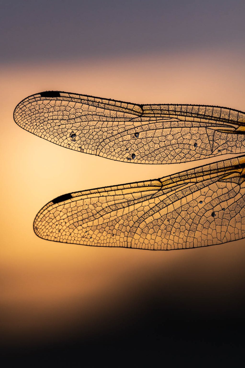 6 Tips for Creative Macro Photography - Nature TTL