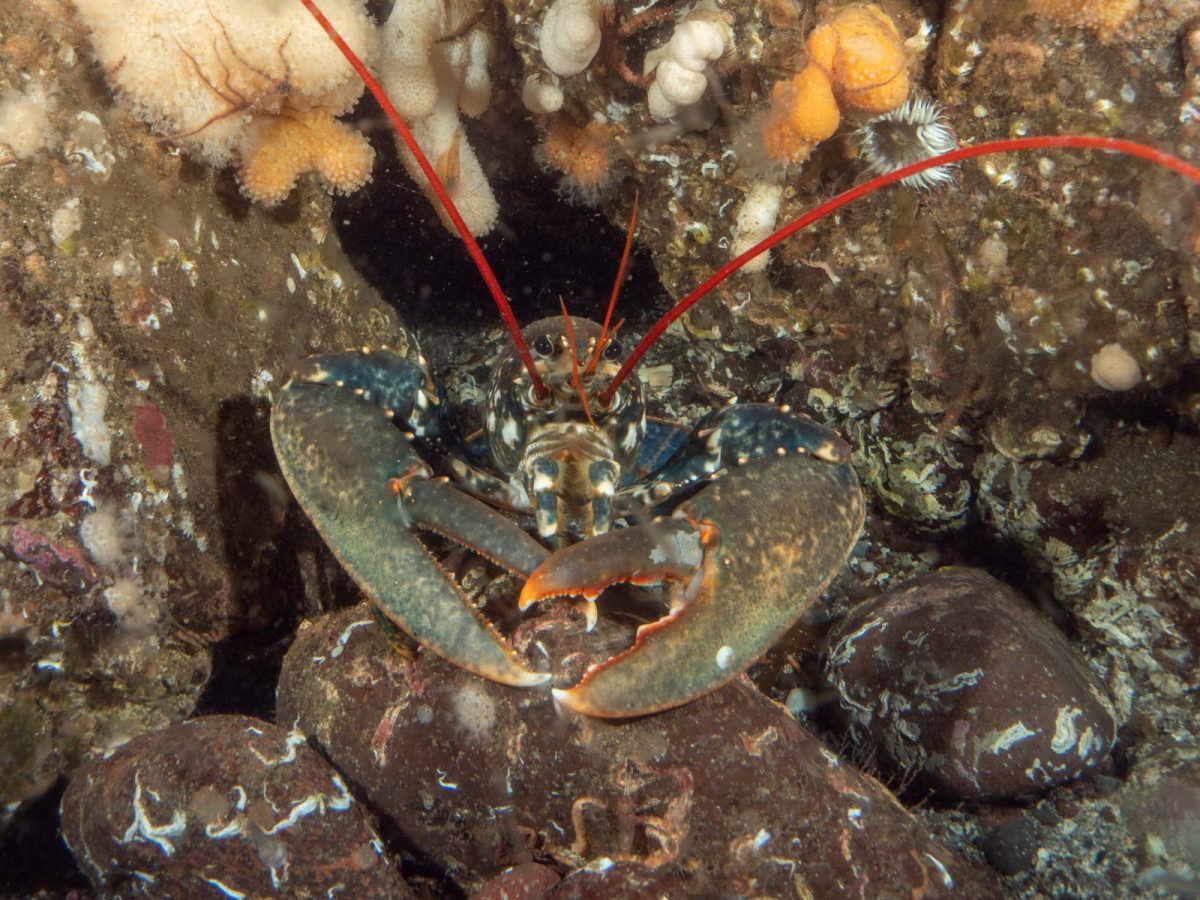 Stunning Photographs of Rare Wolffish You Won't Believe Exist! - Nature TTL