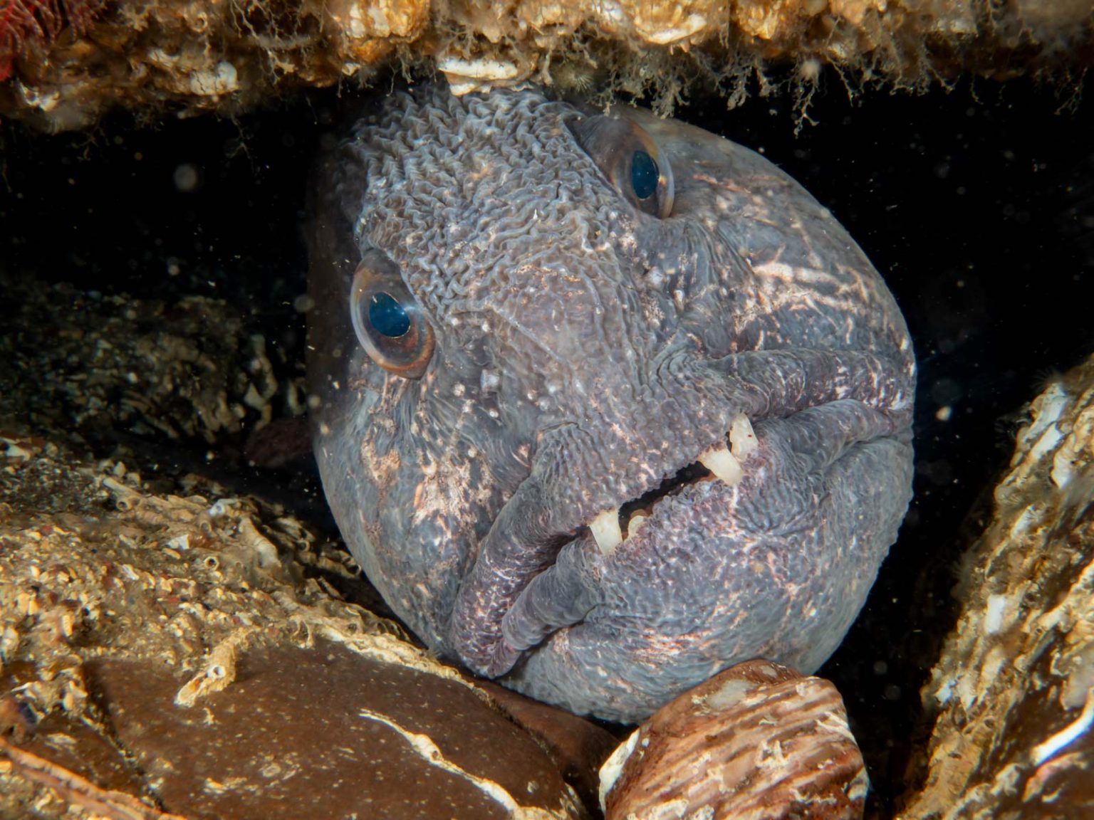 Introduction to Macro Photography: Technique - Nature TTL