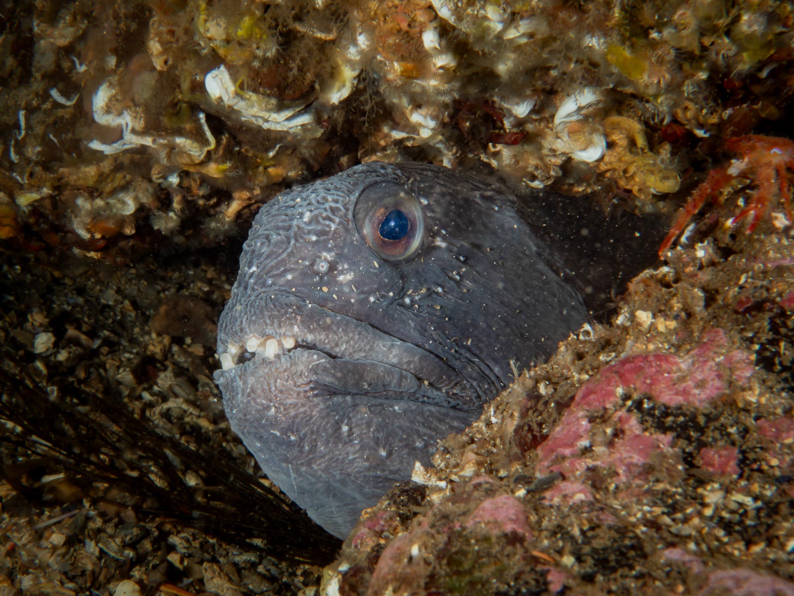 Stunning Photographs of Rare Wolffish You Won't Believe Exist! - Nature TTL