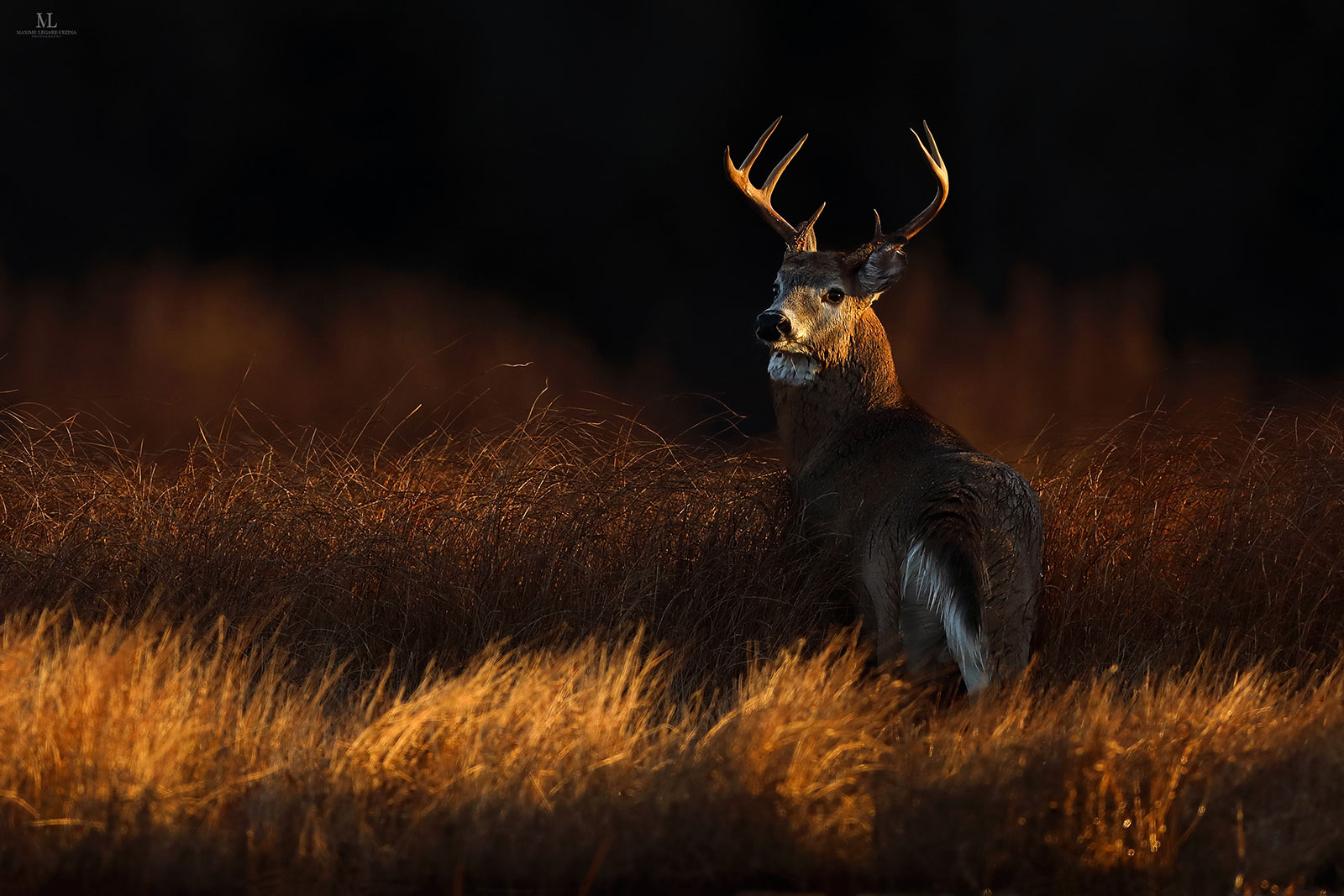 Maxime Légaré-Vézina: The Secret to Beautiful Wildlife Photos - Nature TTL