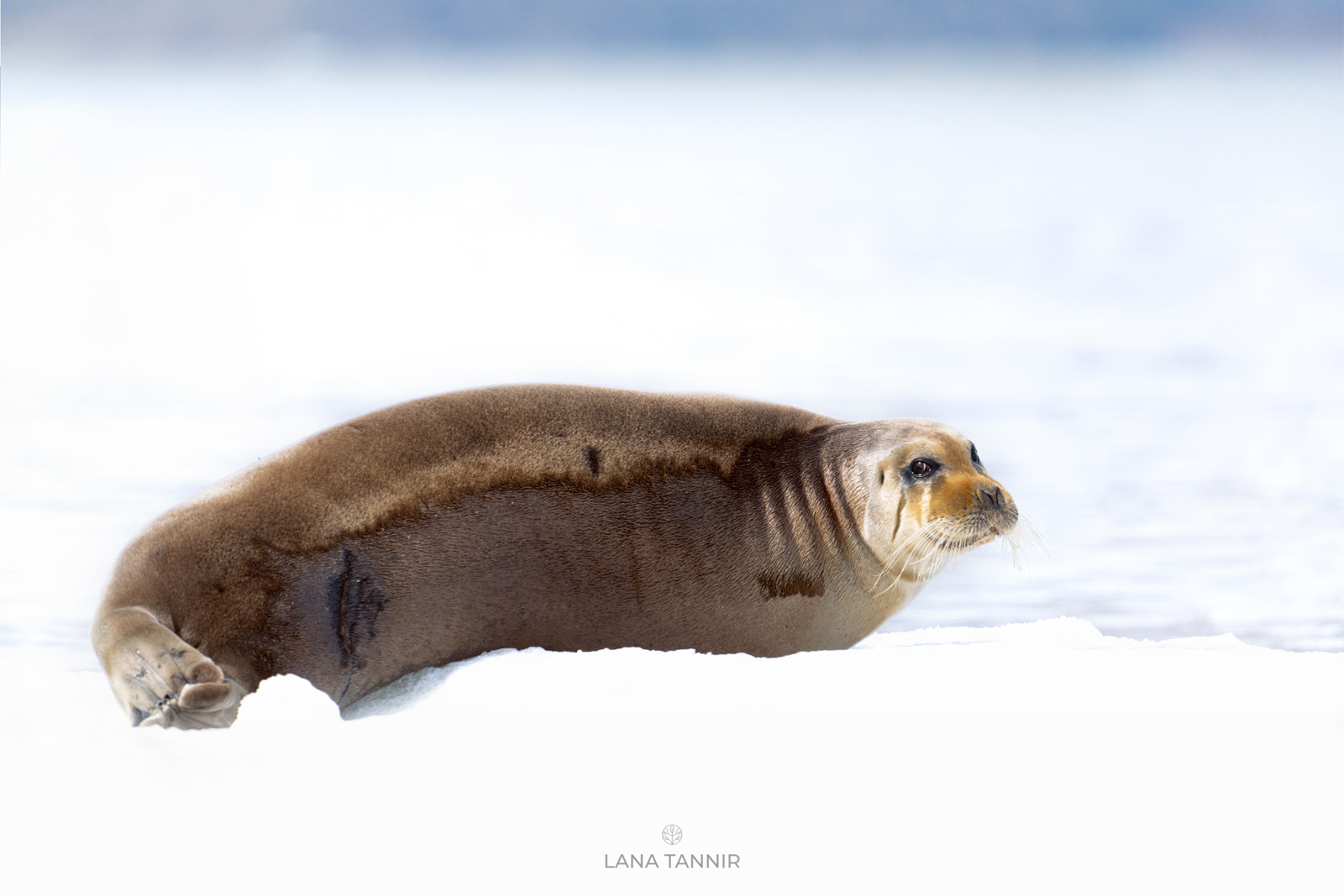 The B-Listers of Svalbard: Photographing the Underdog - Nature TTL
