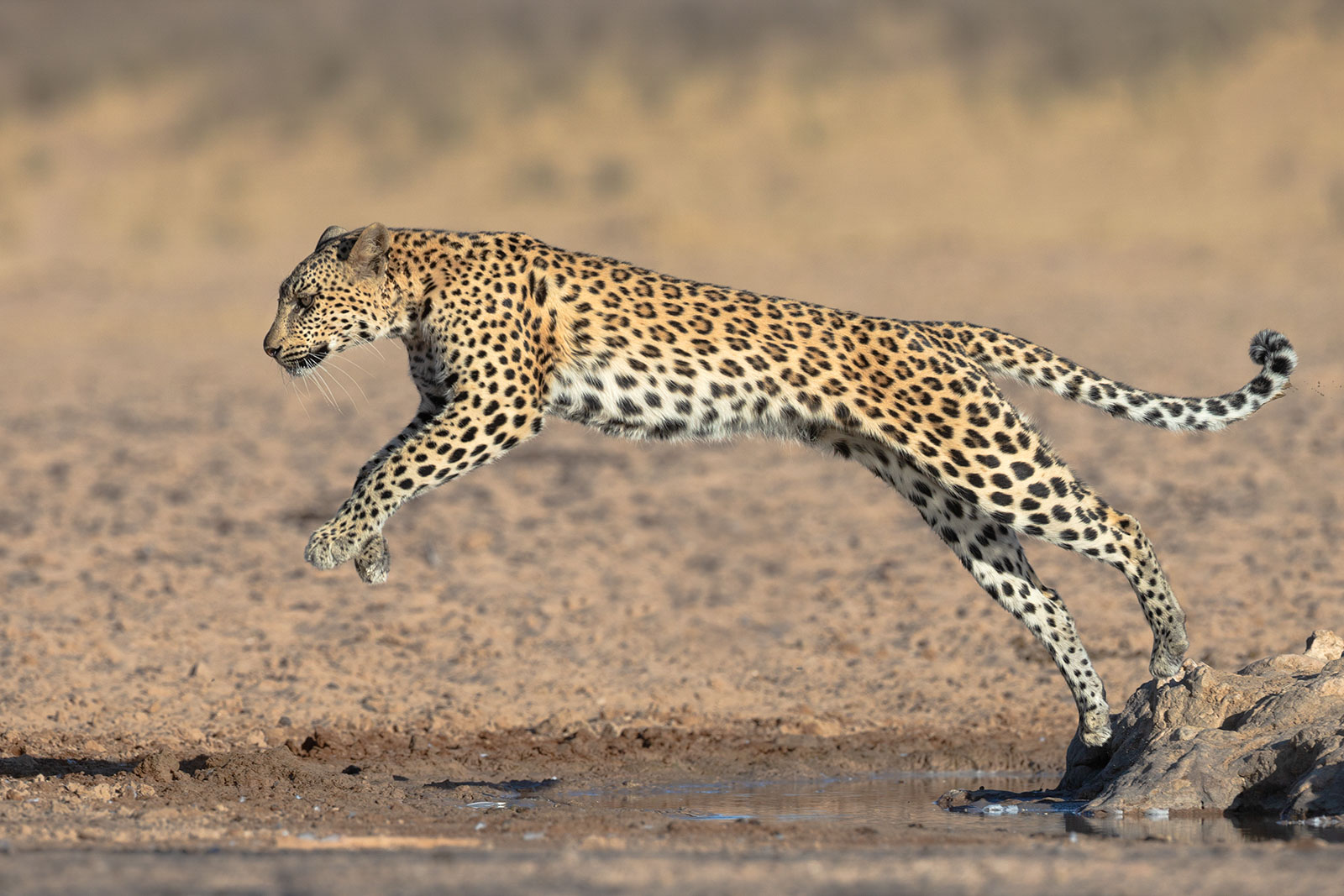 Safari Photography: How to Photograph Predators - Nature TTL