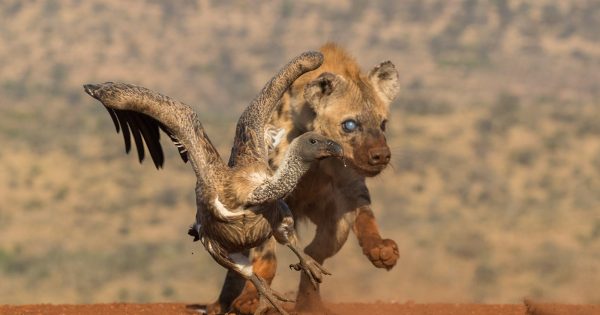 Safari Photography: How to Photograph Predators - Nature TTL