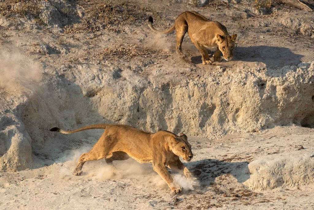 Safari Photography: How to Photograph Predators - Nature TTL