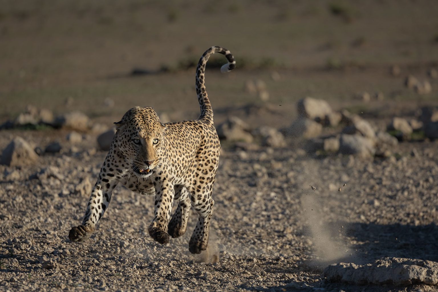 Safari Photography: How to Photograph Predators - Nature TTL