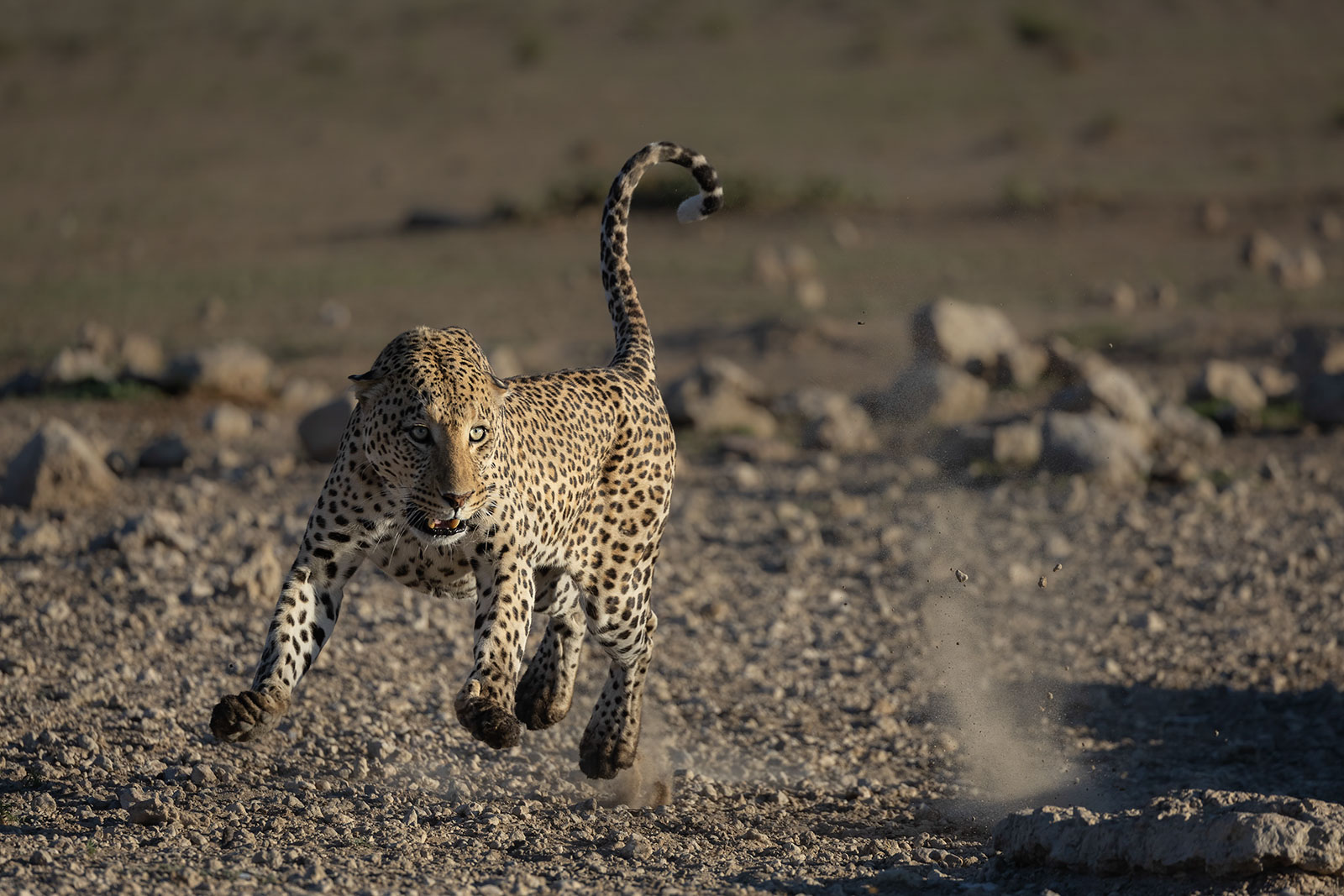 Safari Photography: How to Photograph Predators - Nature TTL