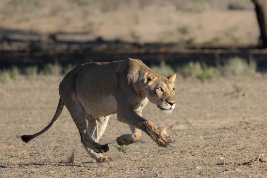 Safari Photography: How to Photograph Predators - Nature TTL