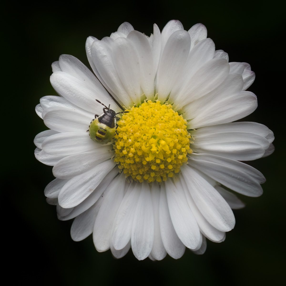 Macro Flower Photography Flower Photography | Macro Photography | Rose