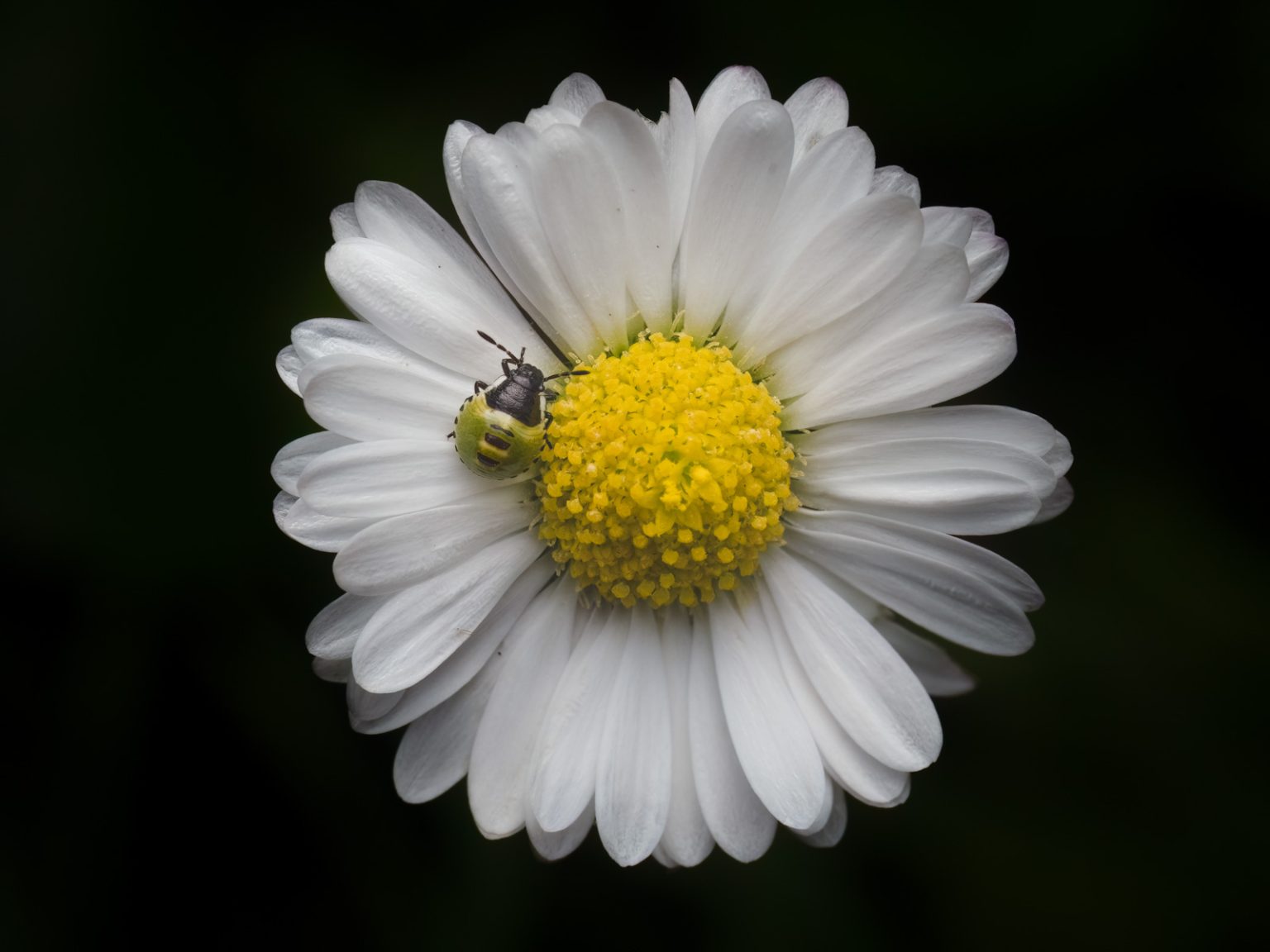 9 Tips for Macro Flower Photography - Nature TTL
