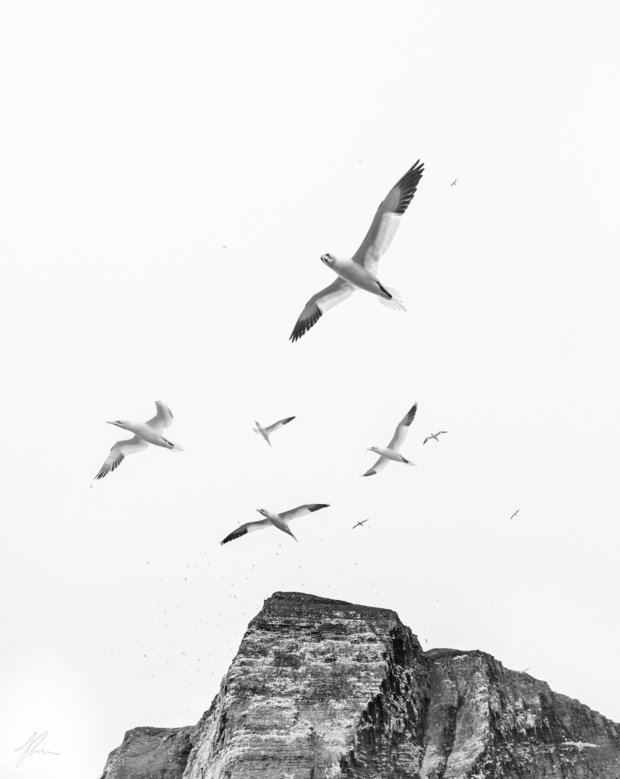 Wildlife Photography Guide to the Shetland Islands - Nature TTL