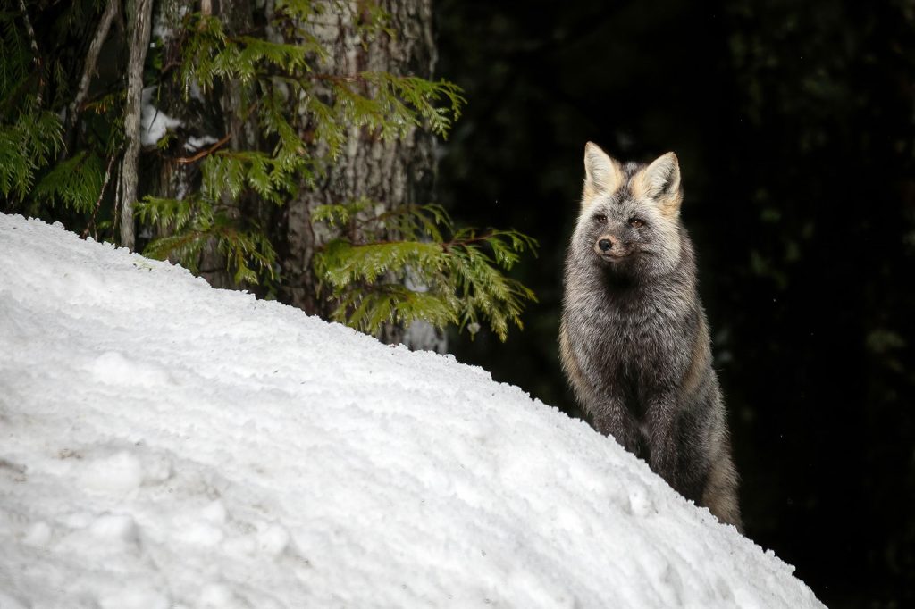 Conservation Photography: How to Work With Biologists - Nature TTL