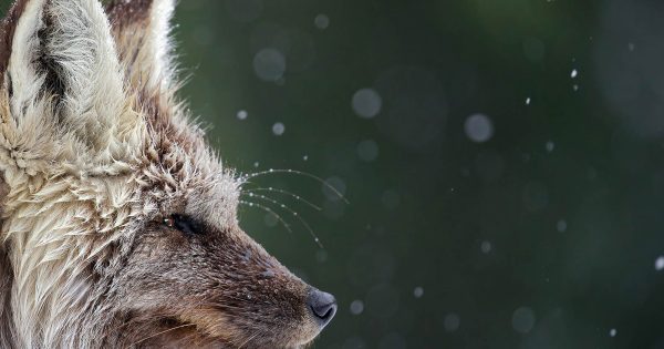 Conservation Photography: How to Work With Biologists - Nature TTL