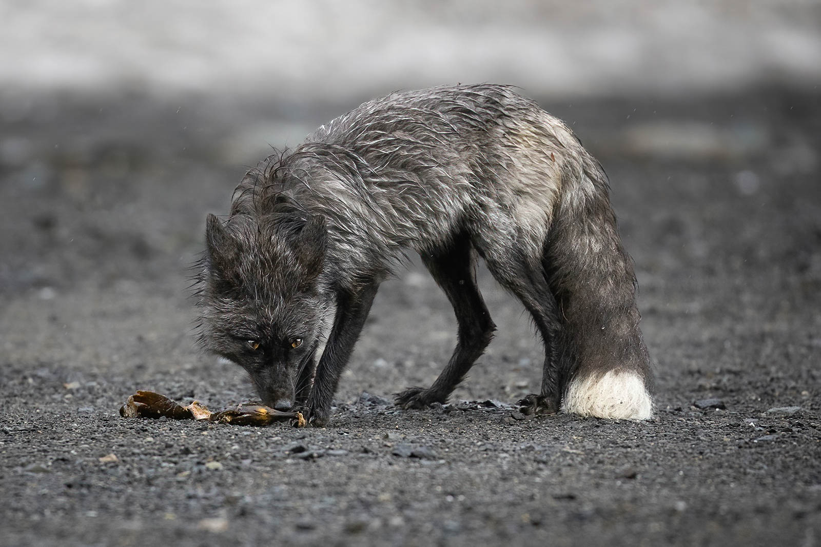 Conservation Photography: How to Work With Biologists - Nature TTL
