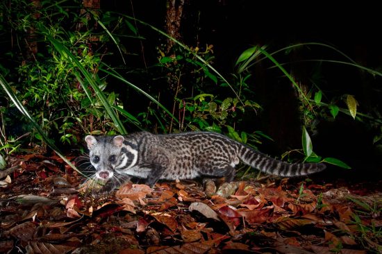 Rainforest Photography: 8 Top Tips for Stand-Out Images - Nature TTL