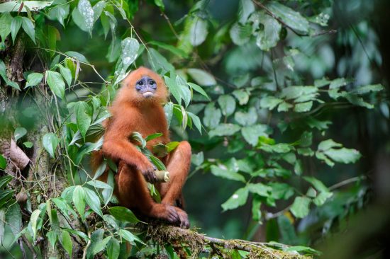 Rainforest Photography: 8 Top Tips for Stand-Out Images - Nature TTL