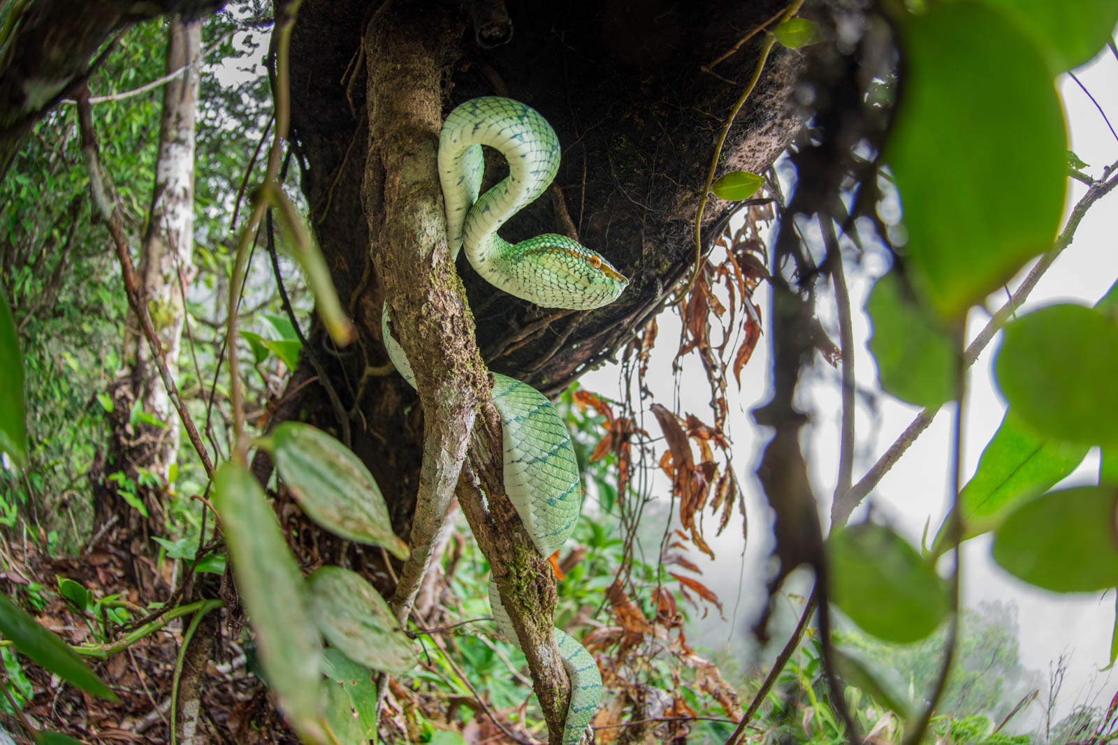 Rainforest Photography: 8 Top Tips for Stand-Out Images - Nature TTL