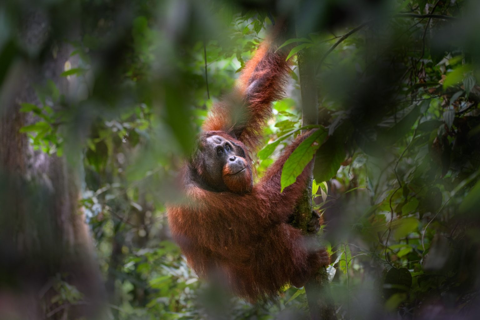 Rainforest Photography: 8 Top Tips for Stand-Out Images - Nature TTL